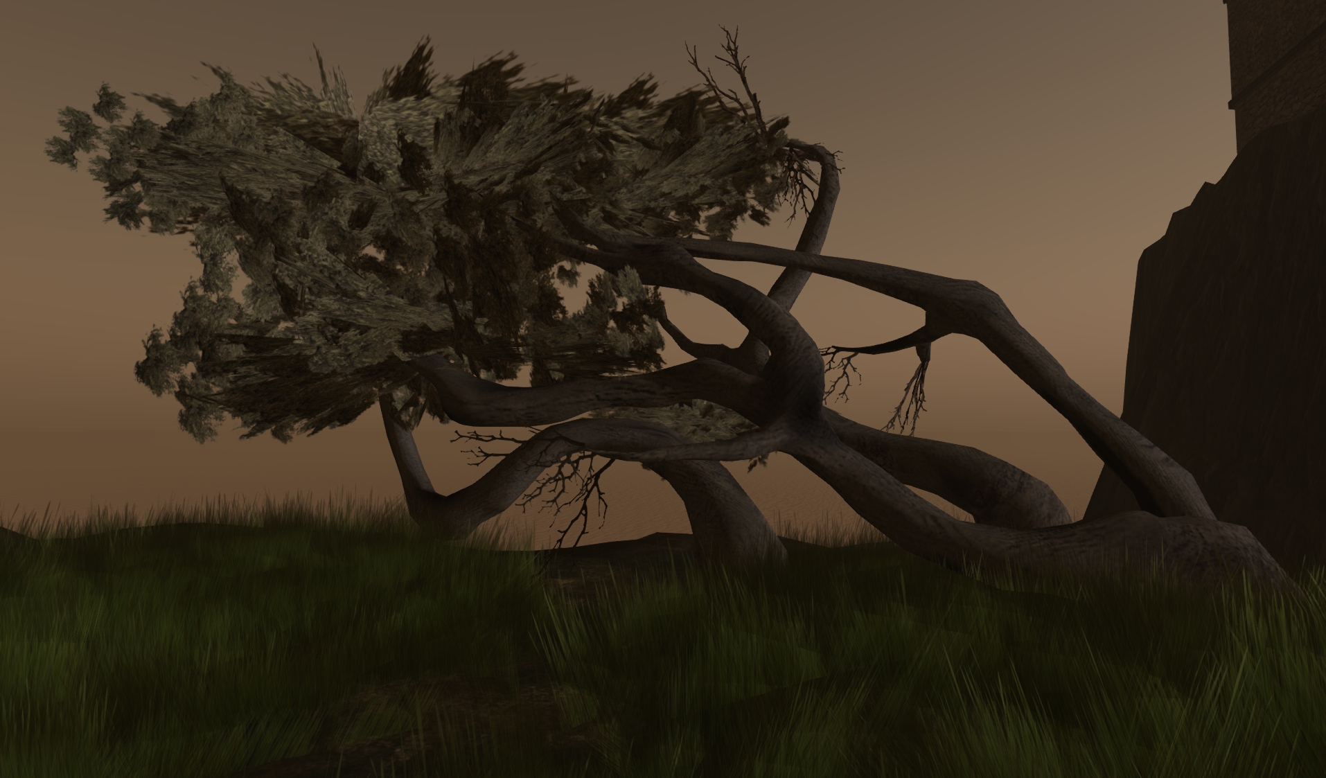 Transgenia Monterey Cypress Windswept 1 | Kitely